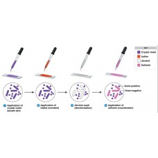 Gram Stain Kit- Bottle 1: Crystal Violet Stain Solution 100ml
